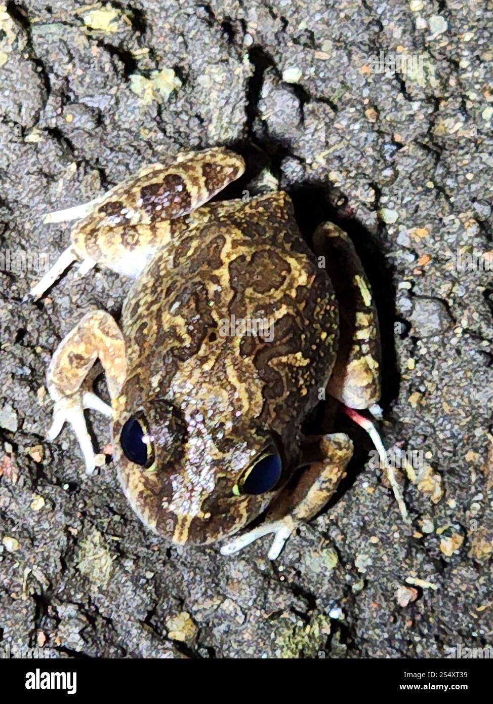 Ornate Burrowing Frog (Platyplectrum ornatum Stock Photo - Alamy