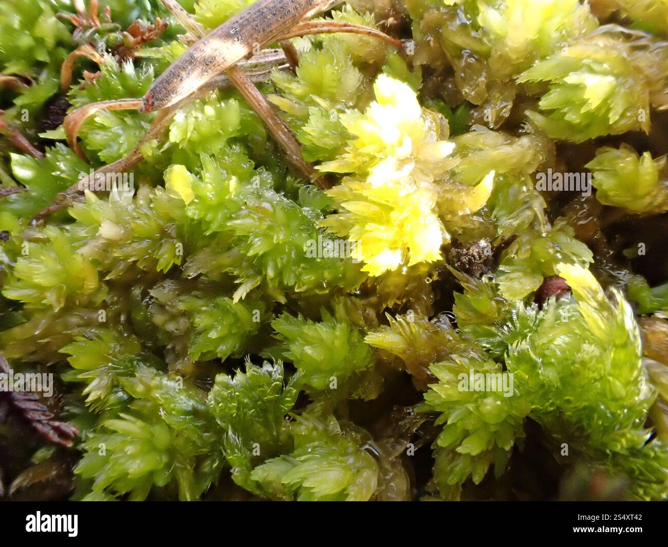 Sphagnum mosses (Sphagnum Stock Photo - Alamy