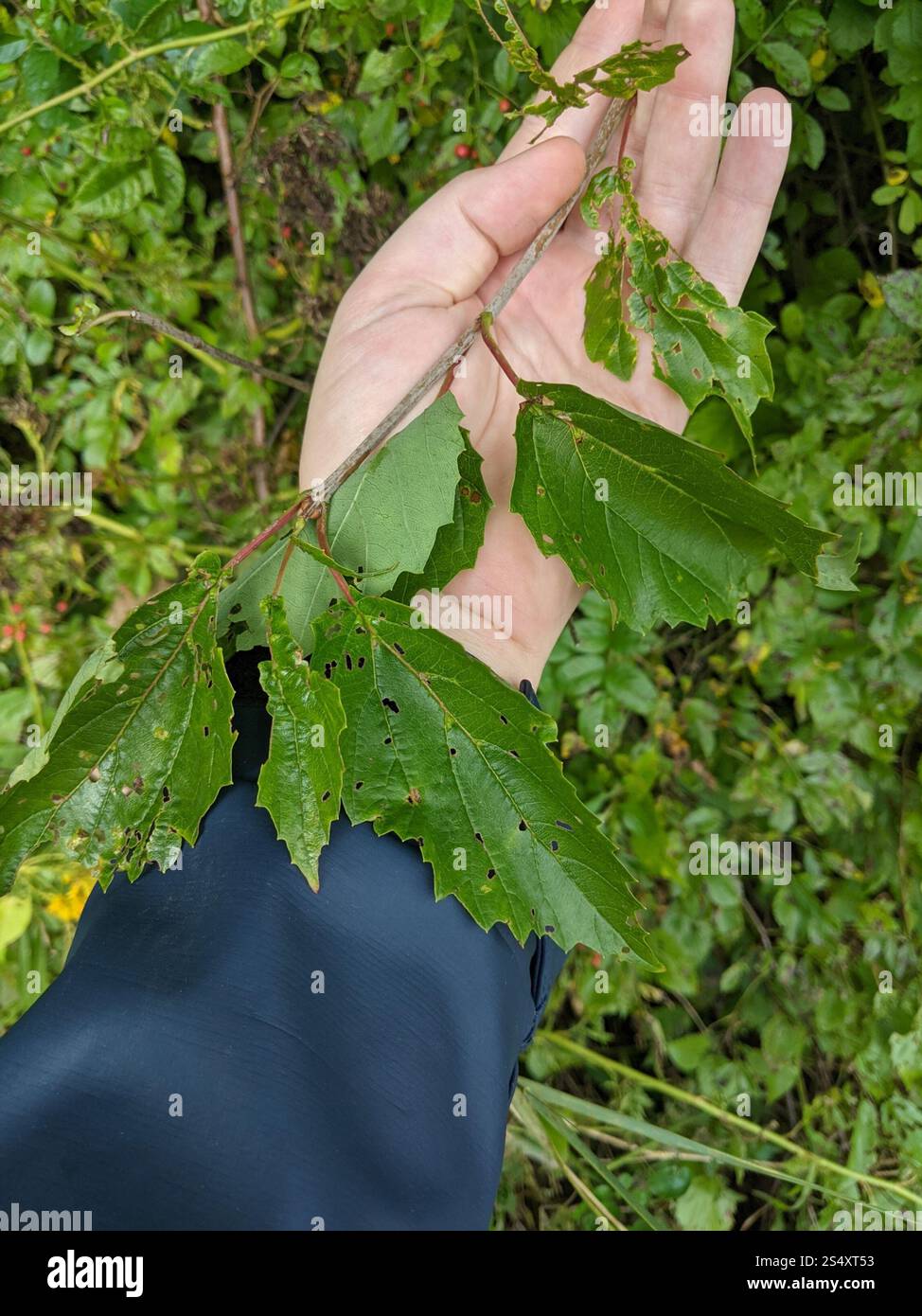 Viburnum Leaf Beetle (Pyrrhalta viburni Stock Photo - Alamy