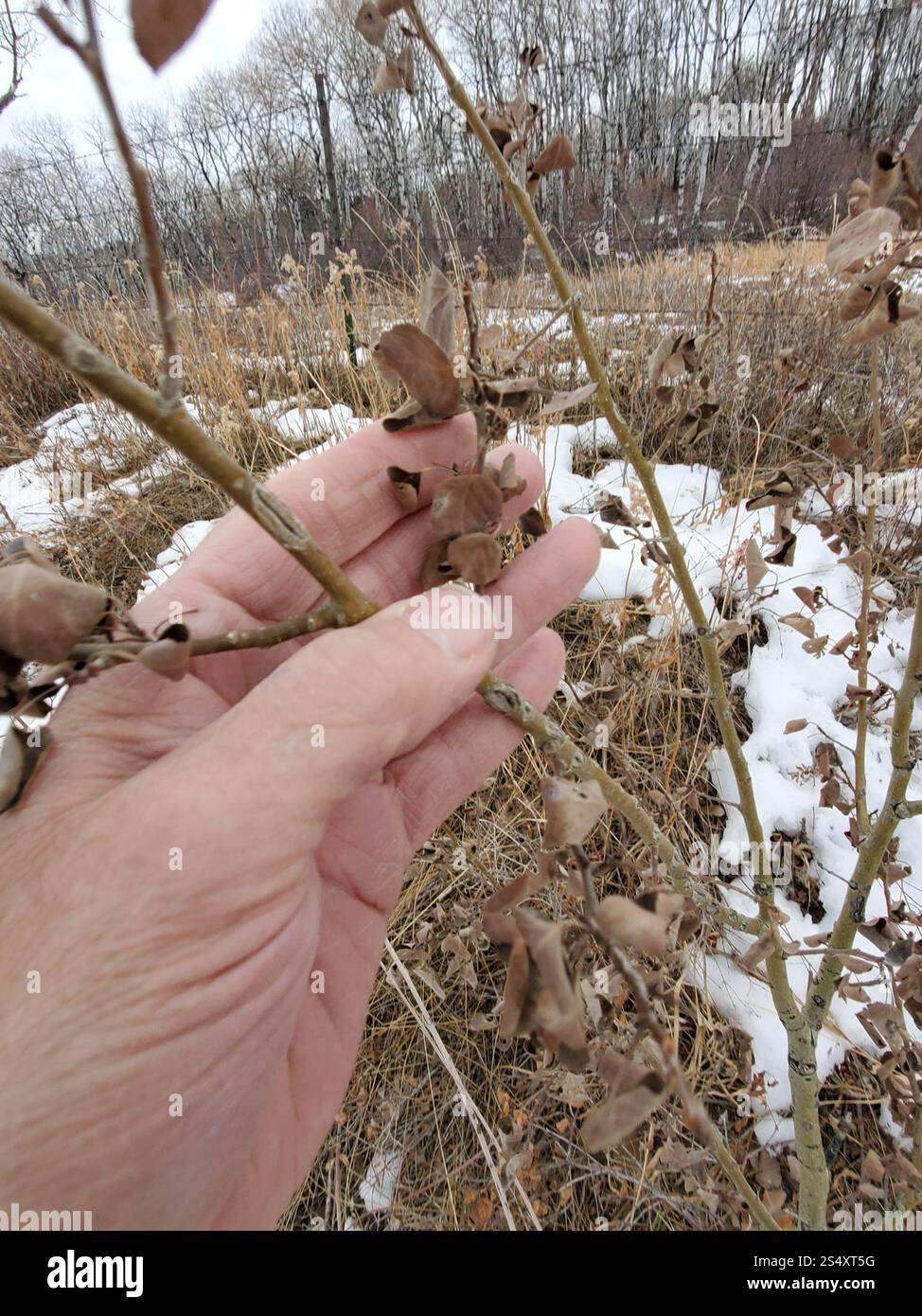quaking aspen (Populus tremuloides Stock Photo - Alamy