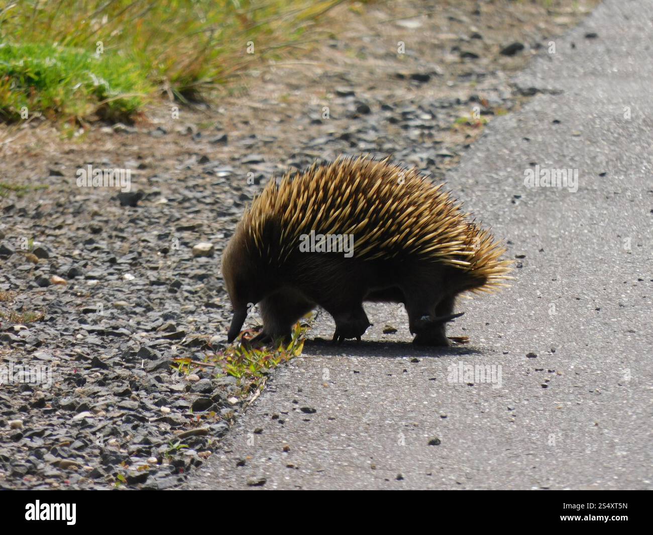 Tasmanian Echidna (Tachyglossus aculeatus setosus Stock Photo - Alamy