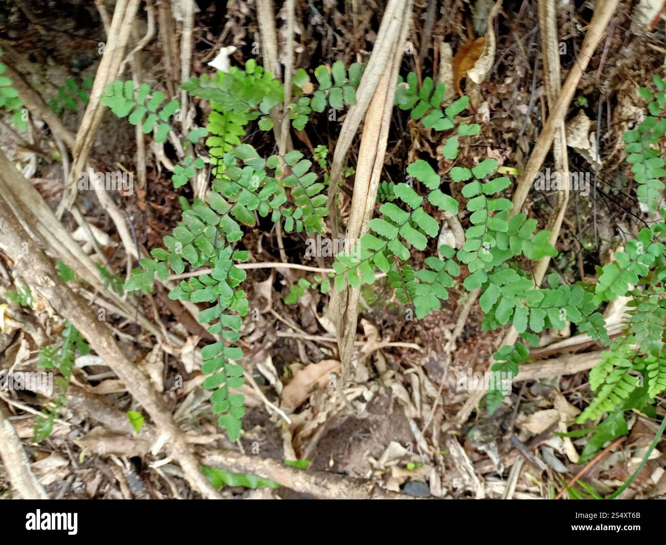 Cunningham's maidenhair (Adiantum cunninghamii Stock Photo - Alamy