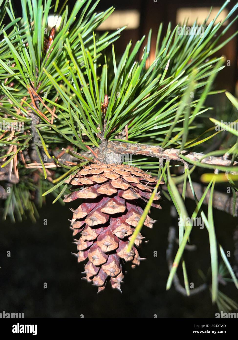 Virginia pine (Pinus virginiana Stock Photo - Alamy