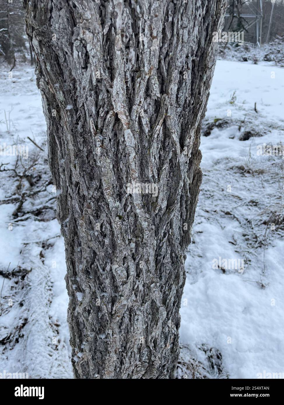 rock elm (Ulmus thomasii Stock Photo - Alamy