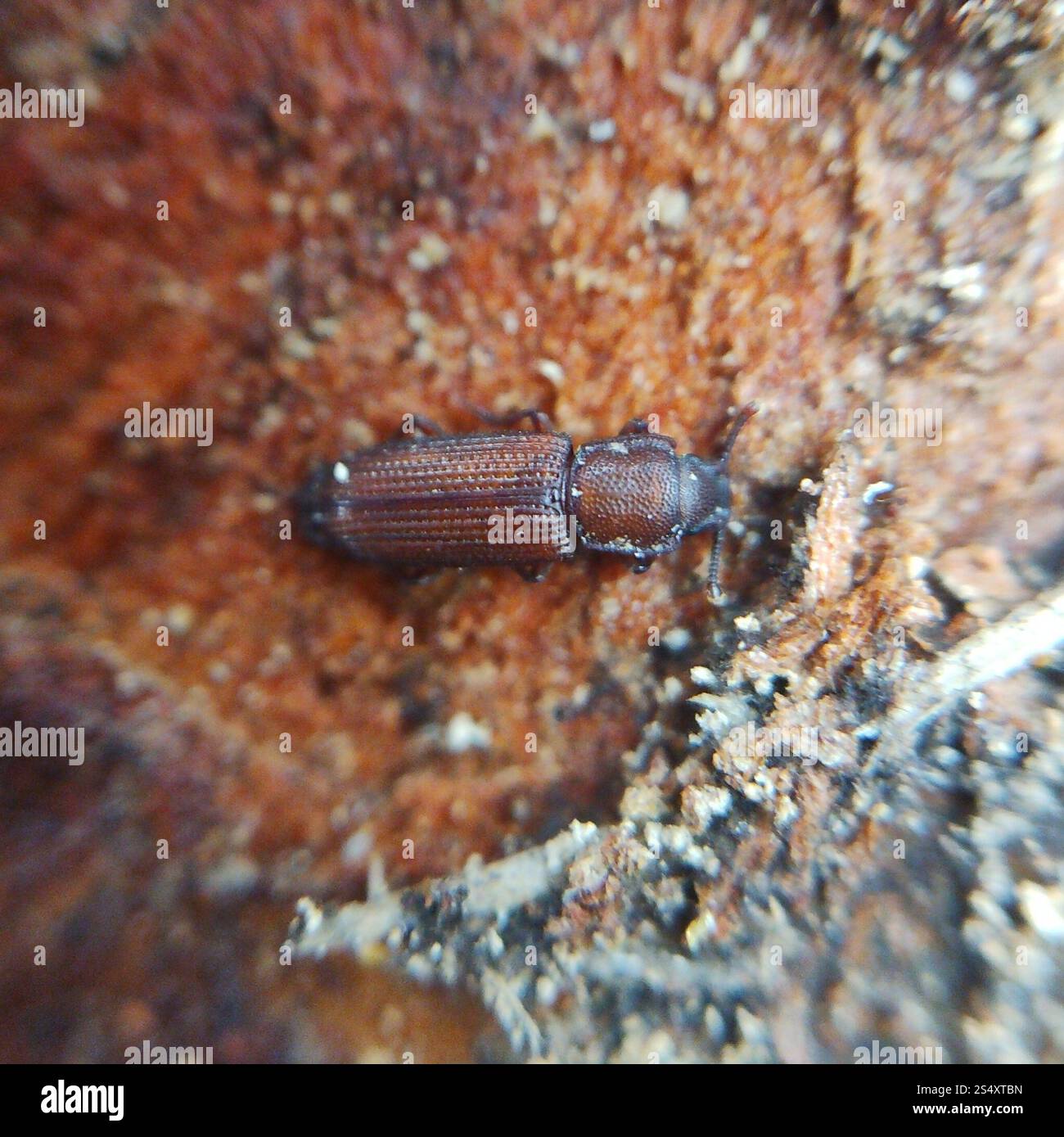 Pycnomerus hi-res stock photography and images - Alamy