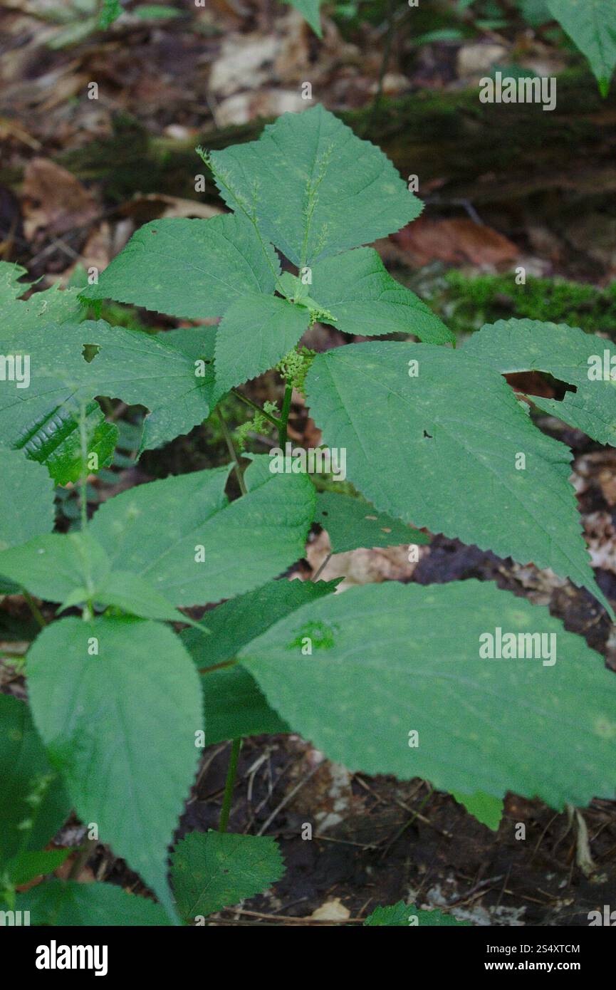 wood nettle (Laportea canadensis Stock Photo - Alamy