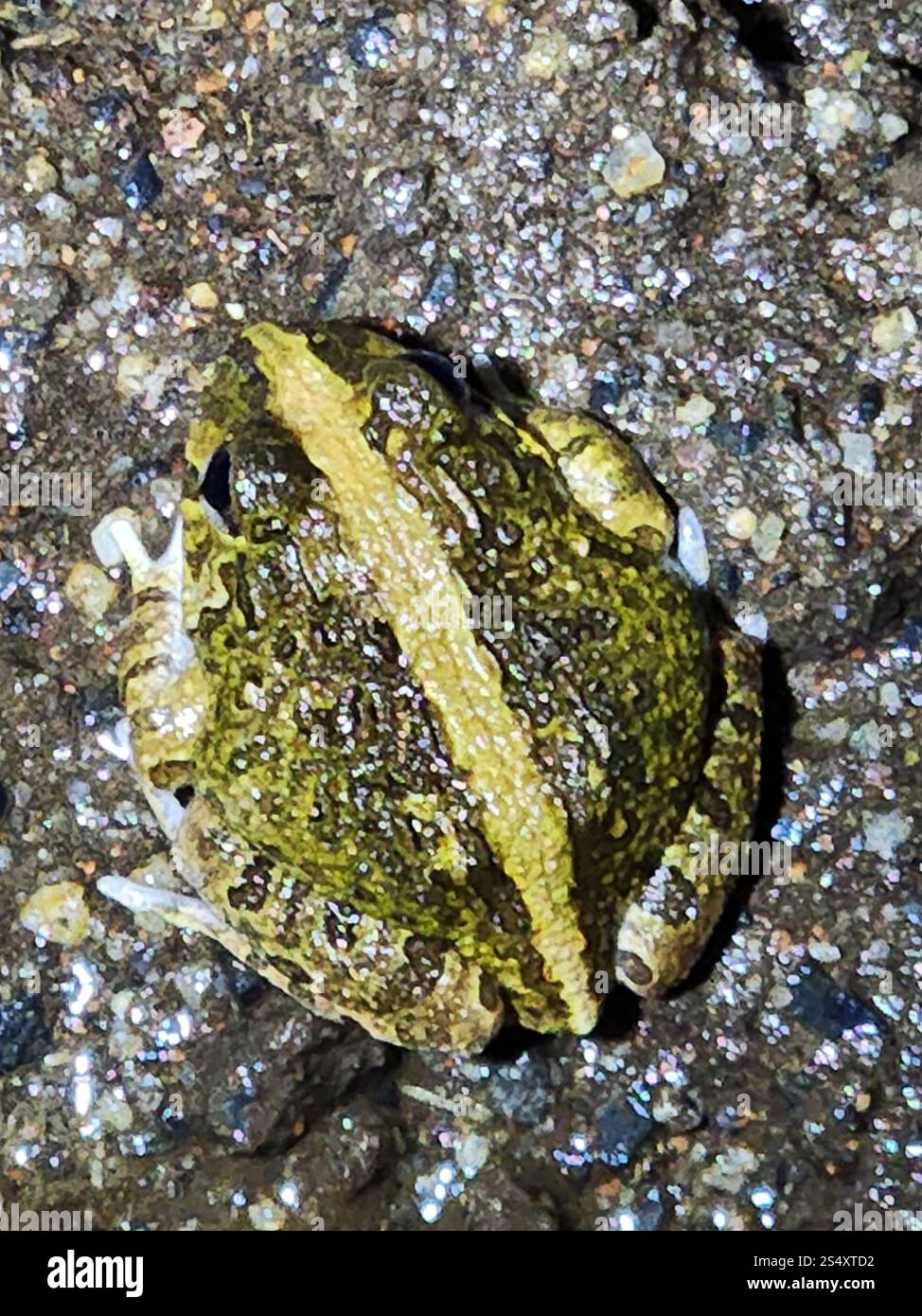 Ornate Burrowing Frog (Platyplectrum ornatum Stock Photo - Alamy