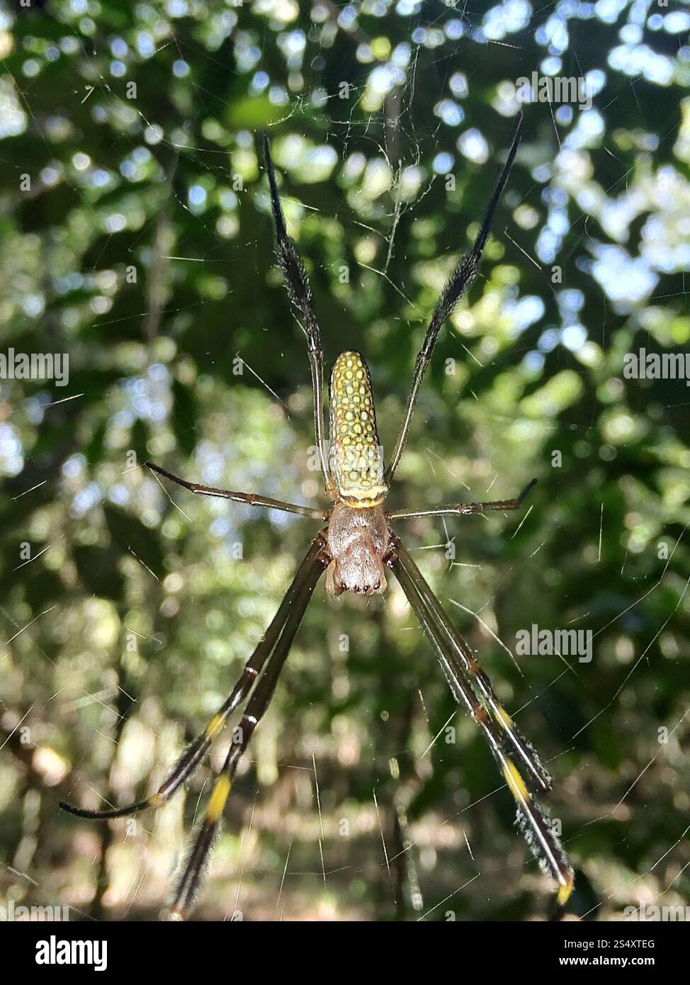 Golden Silk Spider (Trichonephila clavipes Stock Photo - Alamy