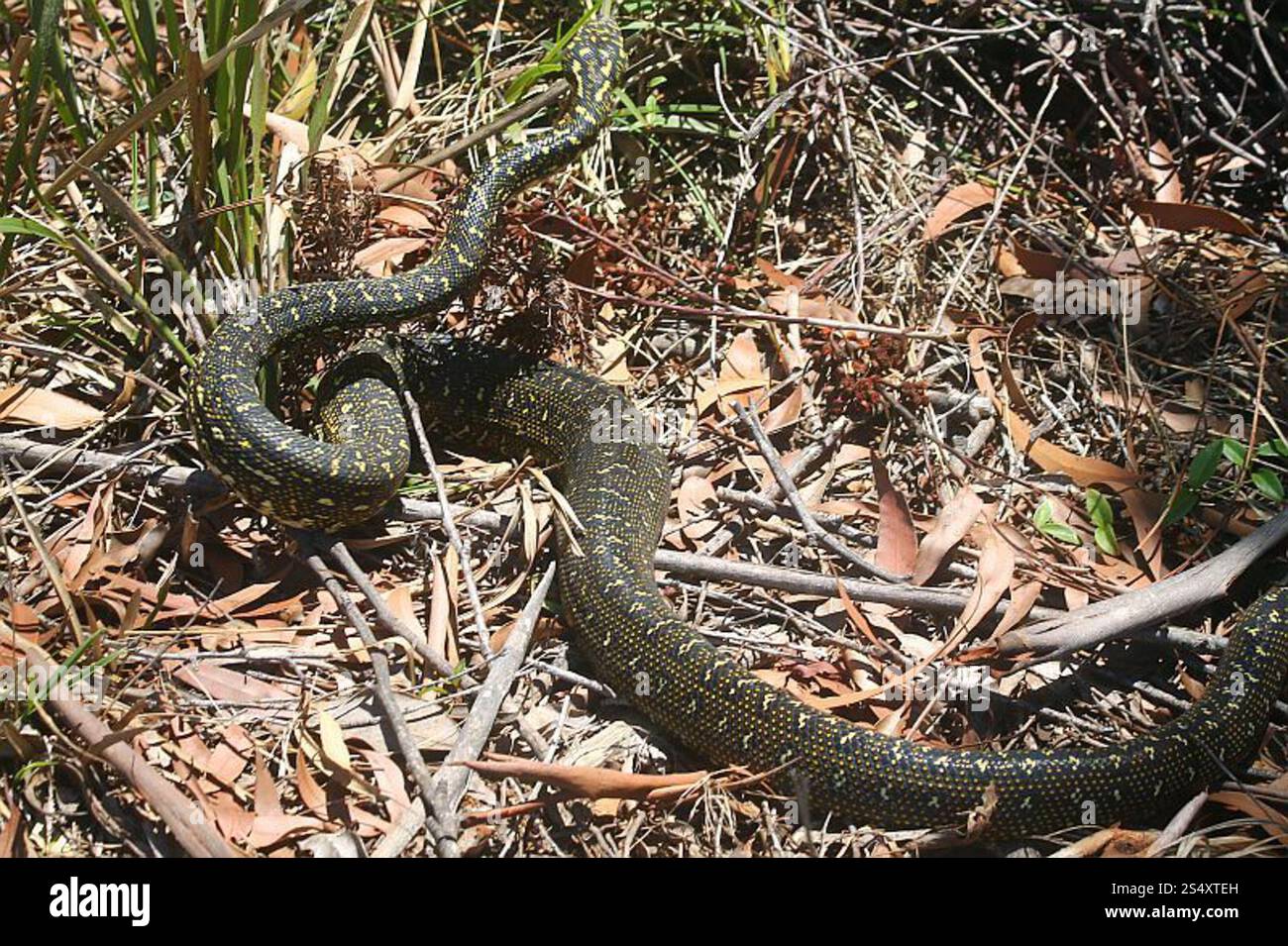 Diamond Python (Morelia spilota spilota Stock Photo - Alamy