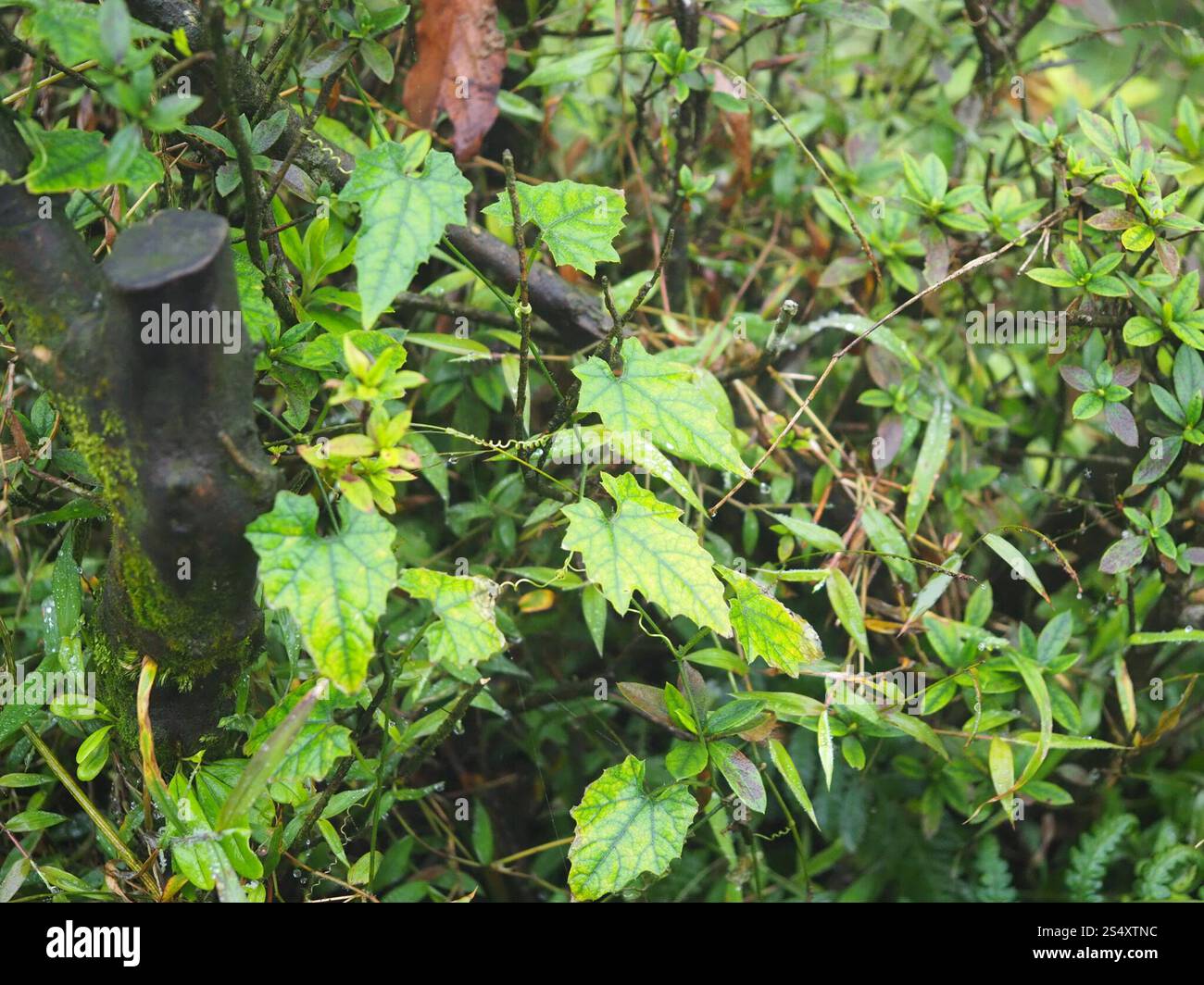 Japanese snake gourd (Trichosanthes cucumeroides Stock Photo - Alamy