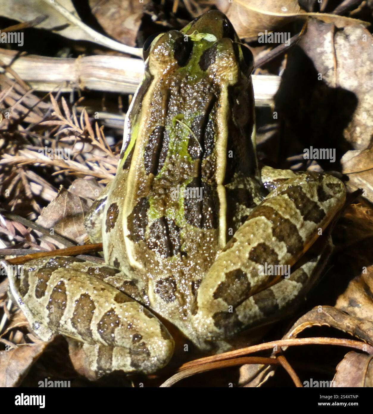 Southern Leopard Frog (Lithobates sphenocephalus Stock Photo - Alamy