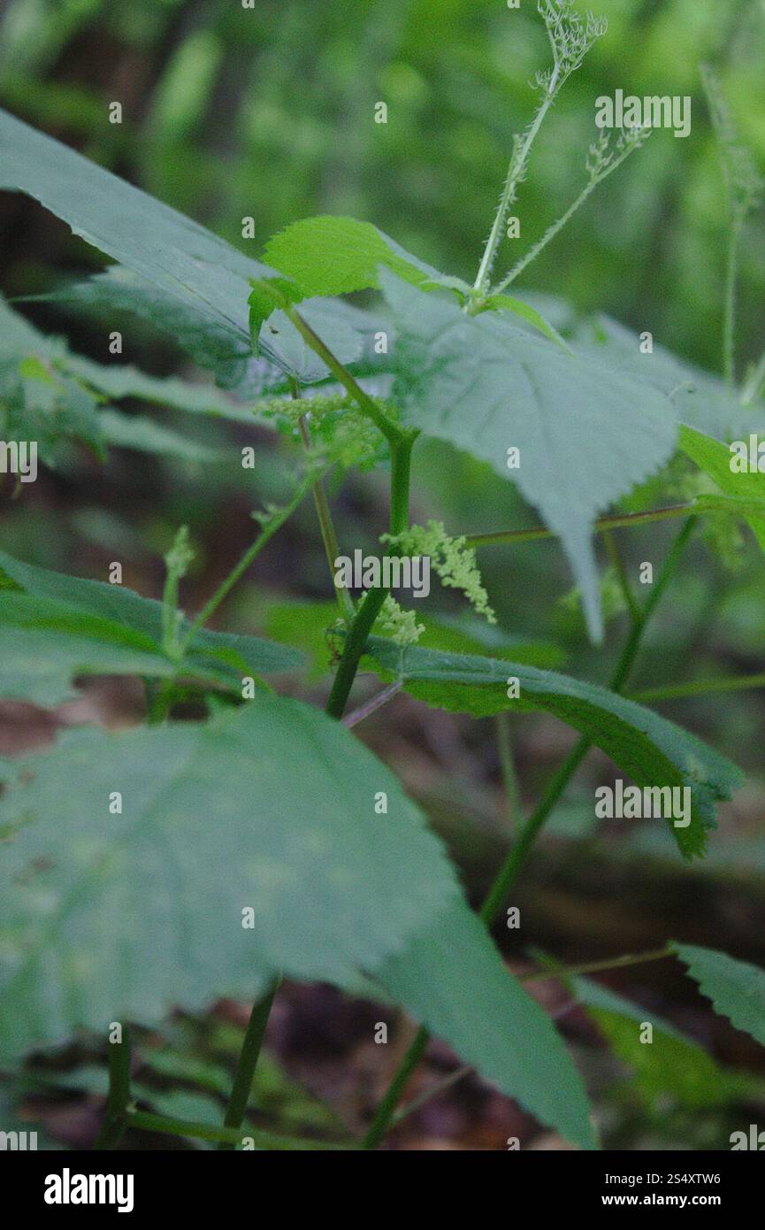 wood nettle (Laportea canadensis Stock Photo - Alamy