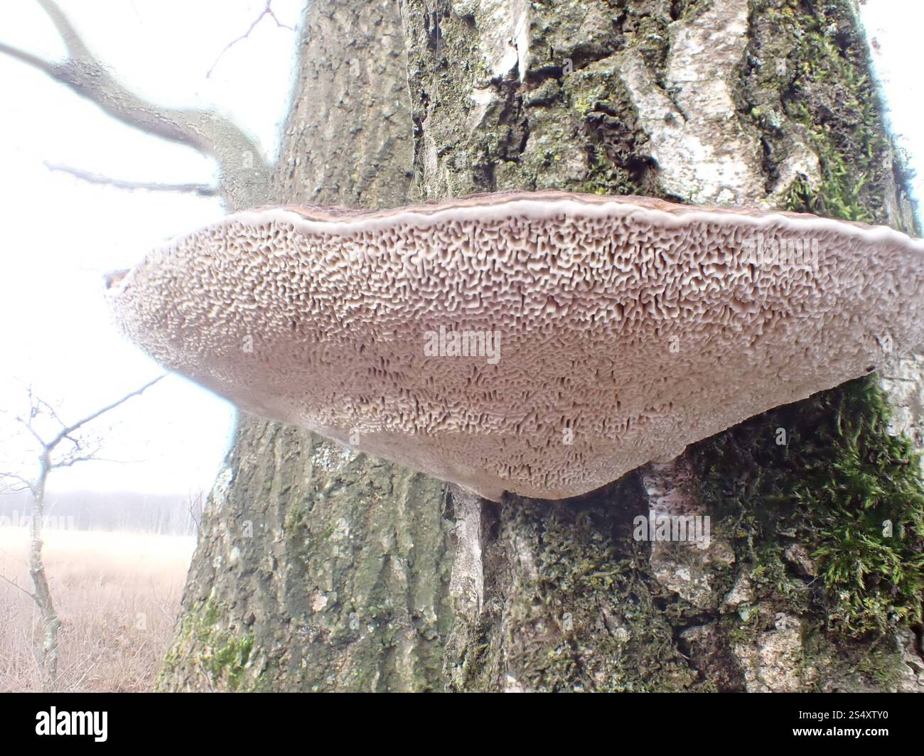 Thin-walled Maze Polypore (Daedaleopsis confragosa Stock Photo - Alamy