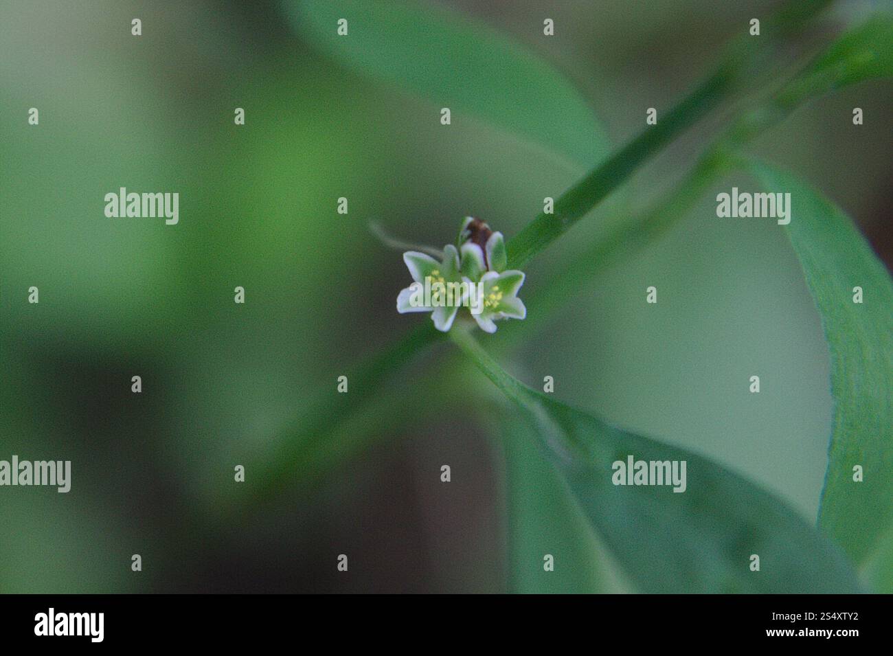Oval Leaf Knotweed (Polygonum arenastrum Stock Photo - Alamy