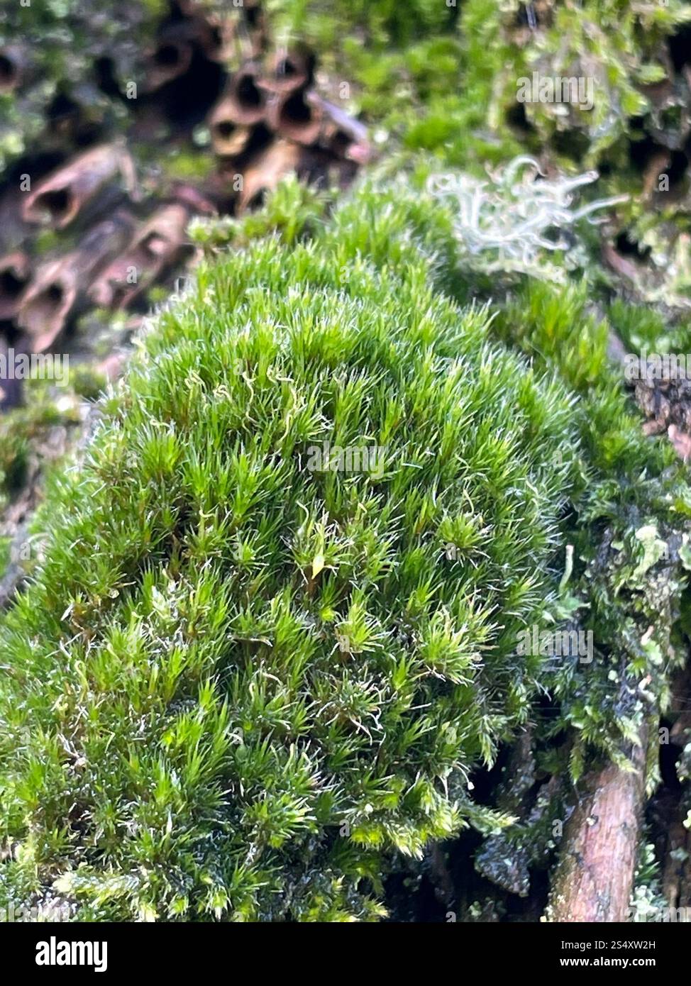 Heath Star-moss (Campylopus introflexus Stock Photo - Alamy