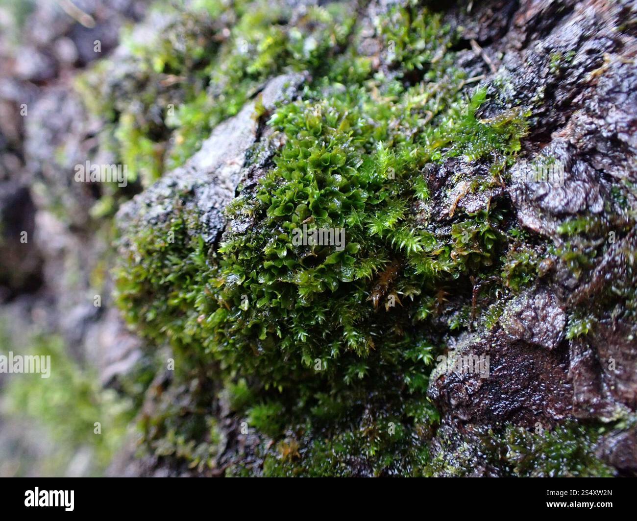 Water Screw-moss (Syntrichia latifolia Stock Photo - Alamy
