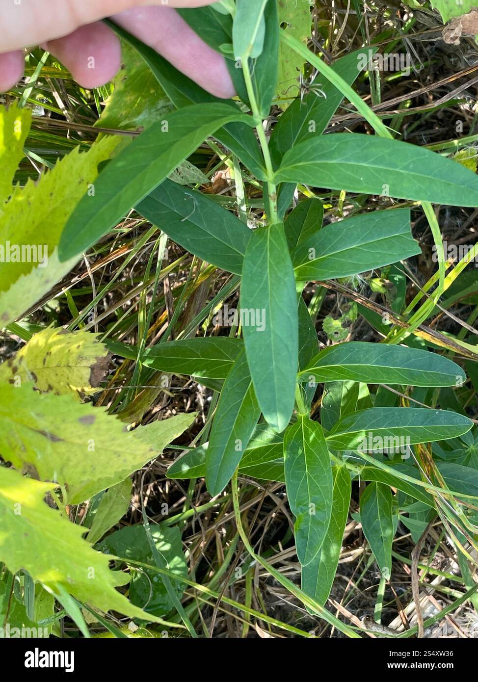 swamp milkweed (Asclepias incarnata Stock Photo - Alamy