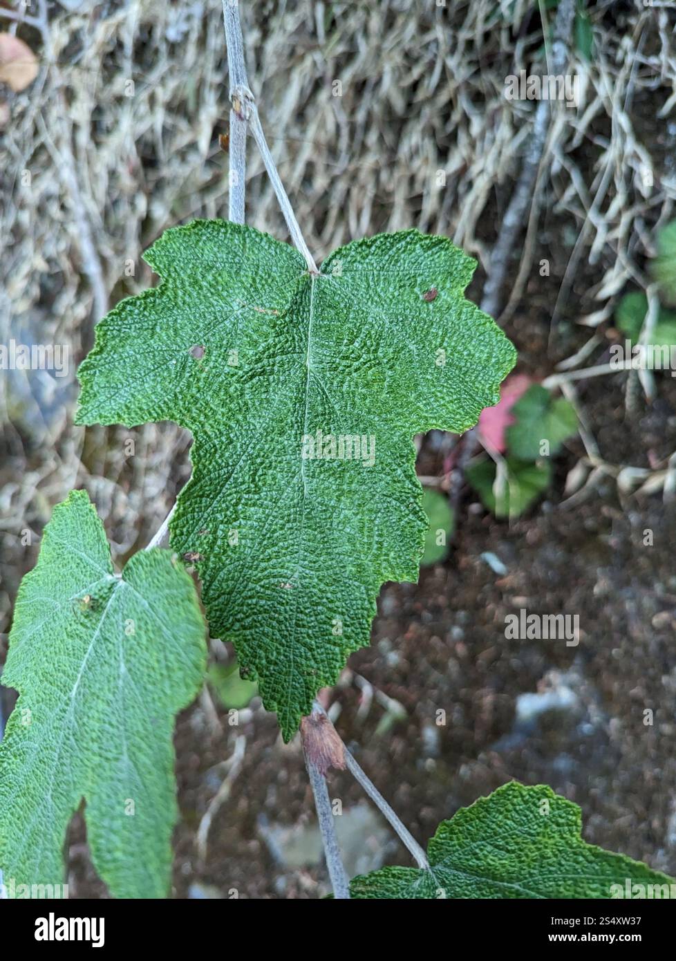 Formosan Raspberry (Rubus formosensis Stock Photo - Alamy