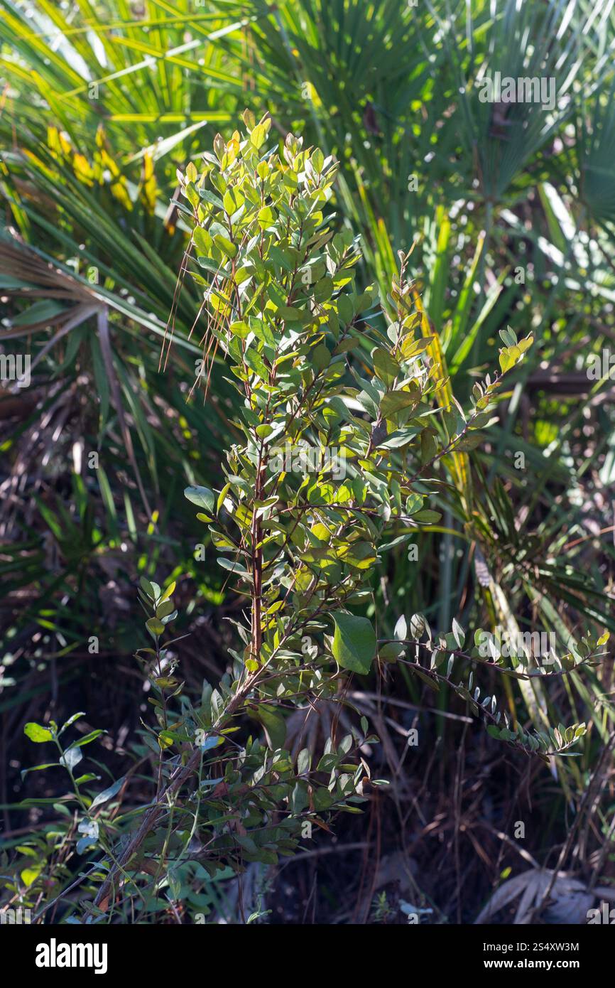 coastal plain staggerbush (Lyonia fruticosa Stock Photo - Alamy