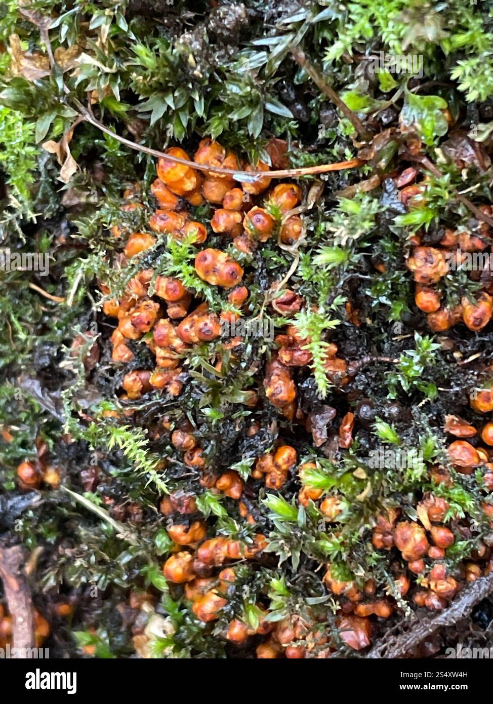Alder Root Gall Bacteria (Frankia alni Stock Photo - Alamy