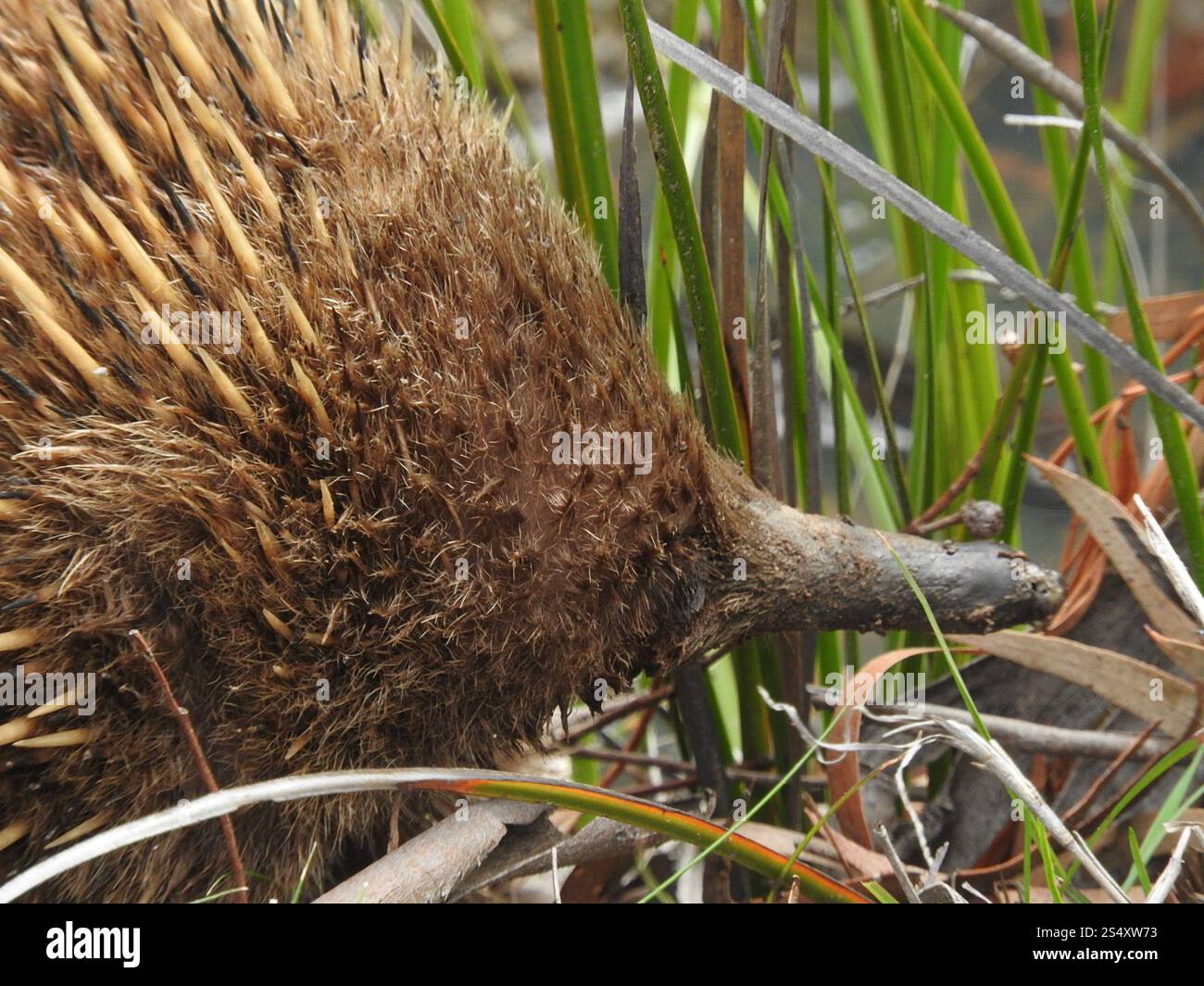 Tasmanian Echidna (Tachyglossus aculeatus setosus Stock Photo - Alamy