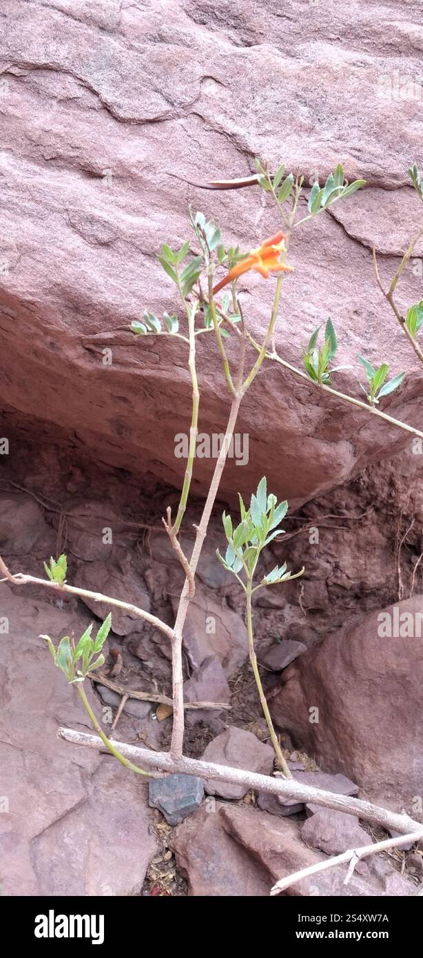 Orange Bells (Tecoma fulva garrocha Stock Photo - Alamy