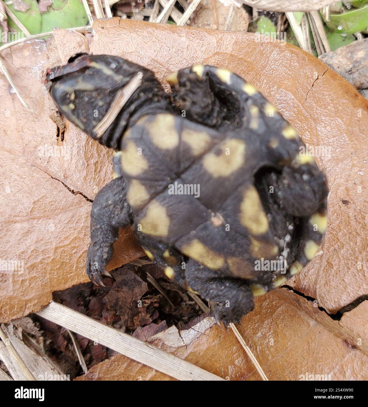 Striped Mud Turtle (Kinosternon baurii Stock Photo - Alamy