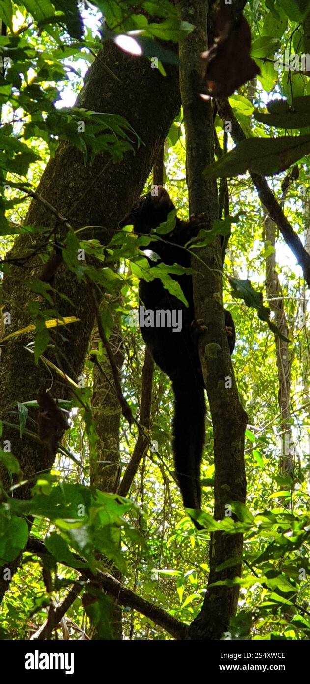Short-eared Brush-tailed Possum (Trichosurus caninus Stock Photo - Alamy