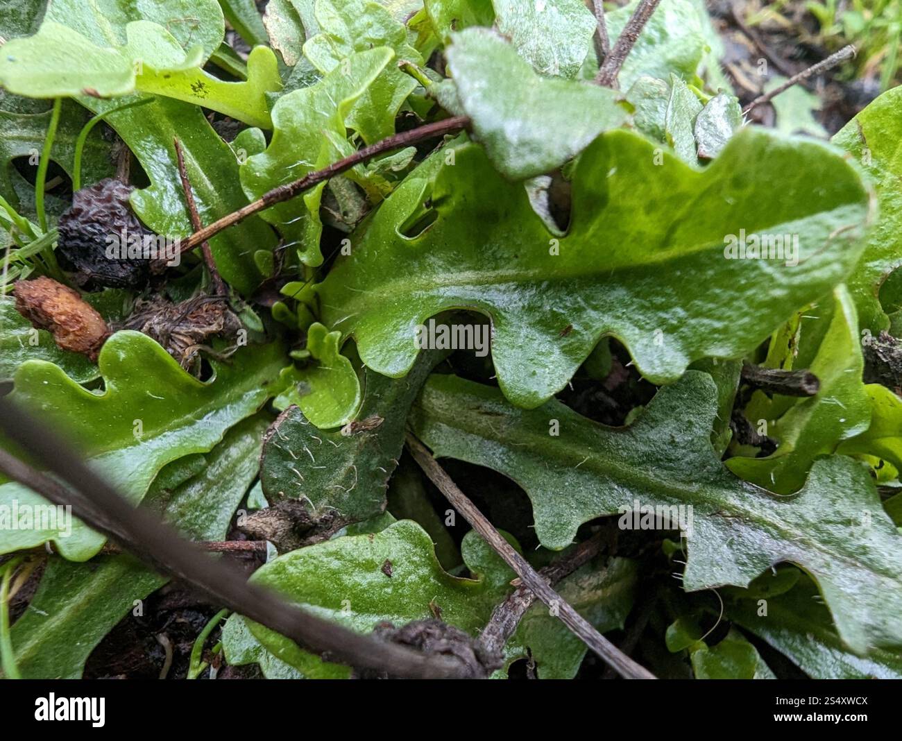 Common Cat's-ear (Hypochaeris radicata Stock Photo - Alamy