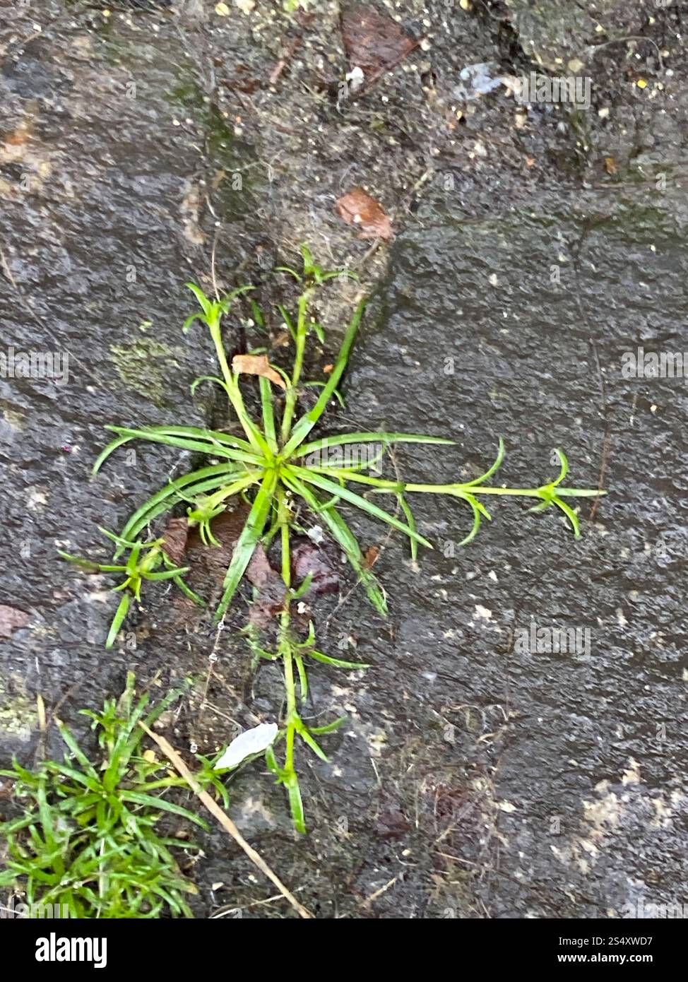 Procumbent Pearlwort (Sagina procumbens Stock Photo - Alamy