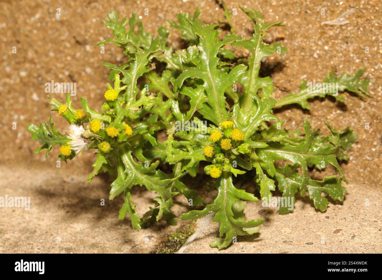 common groundsel (Senecio vulgaris Stock Photo - Alamy