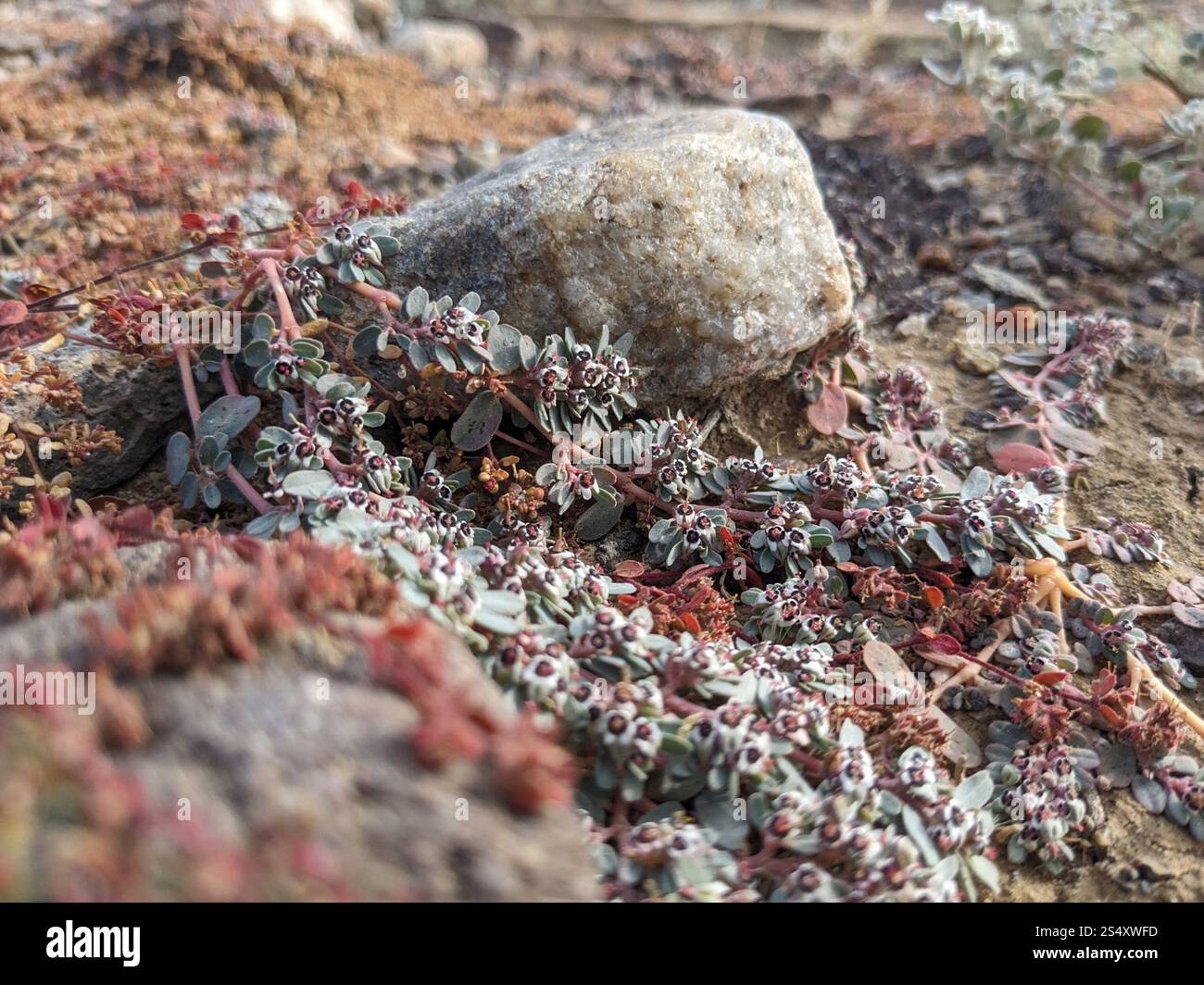 Carrizo Mountain Sandmat (Euphorbia pediculifera Stock Photo - Alamy