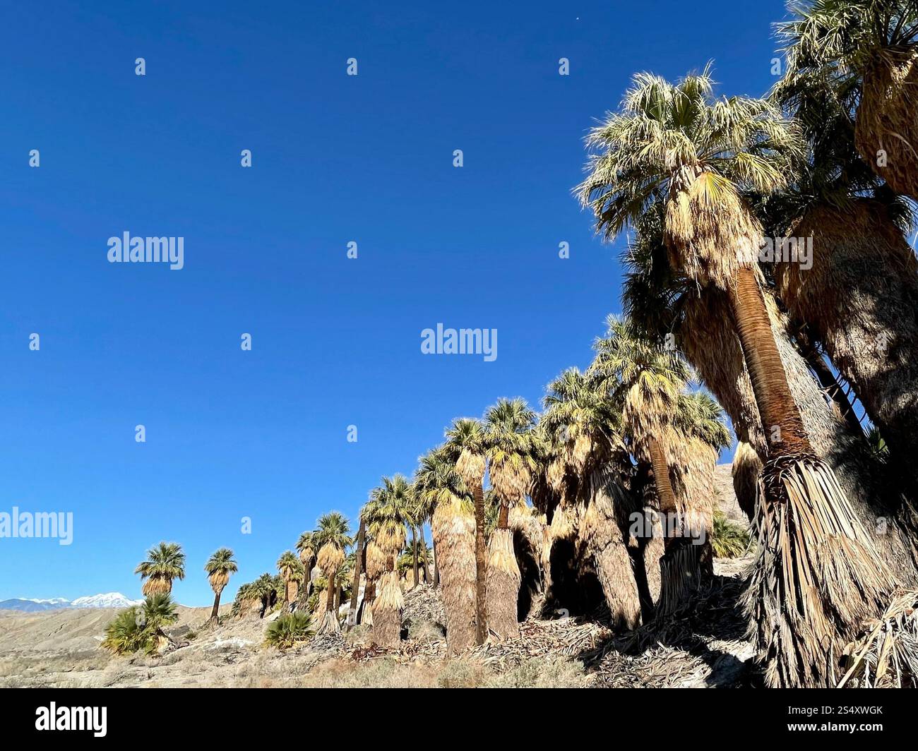 California fan palm (Washingtonia filifera Stock Photo - Alamy