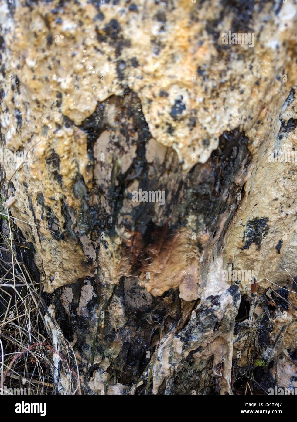 Tapioca Slime Mold (Brefeldia maxima Stock Photo - Alamy