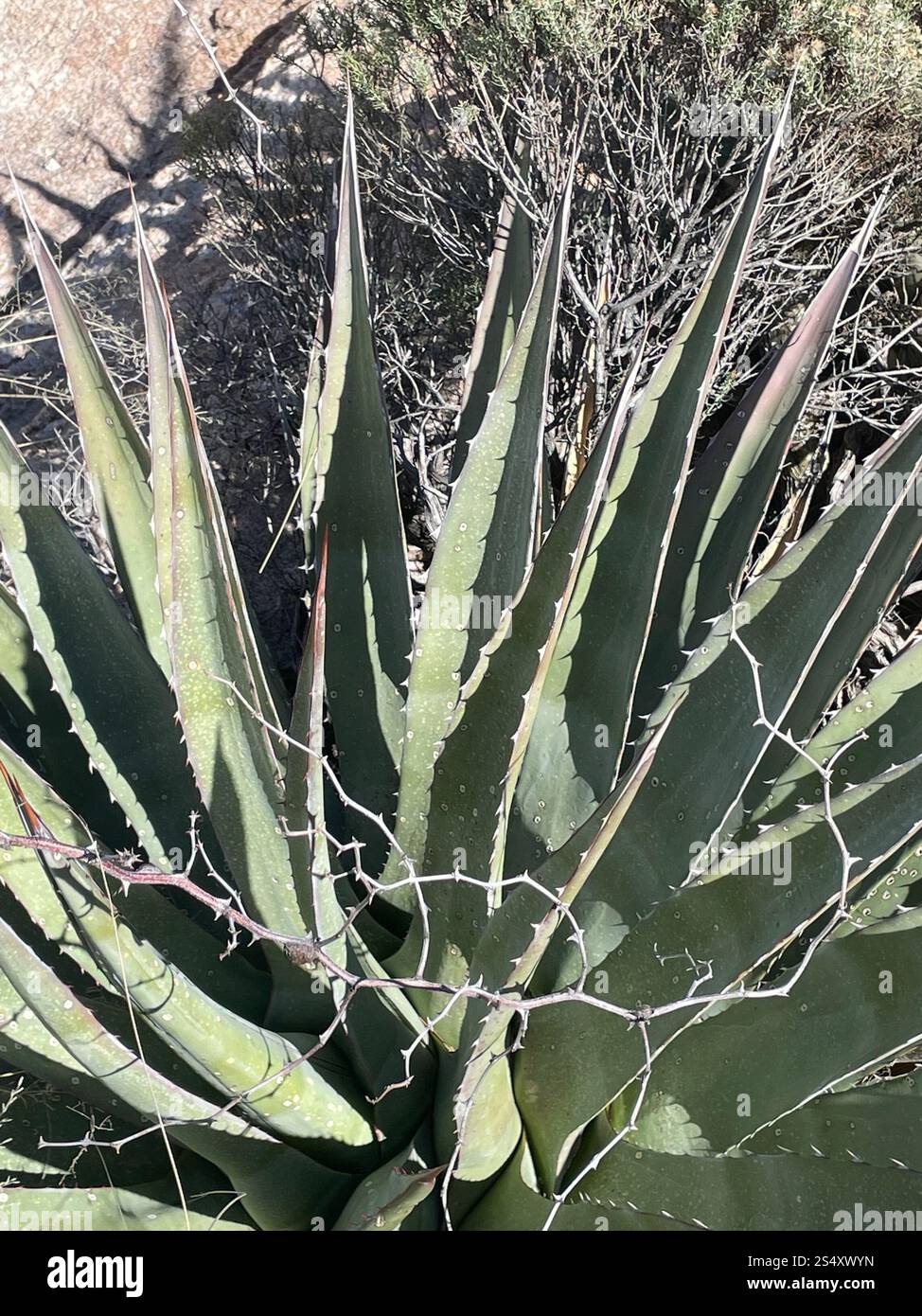 Agave palmeri hi-res stock photography and images - Alamy