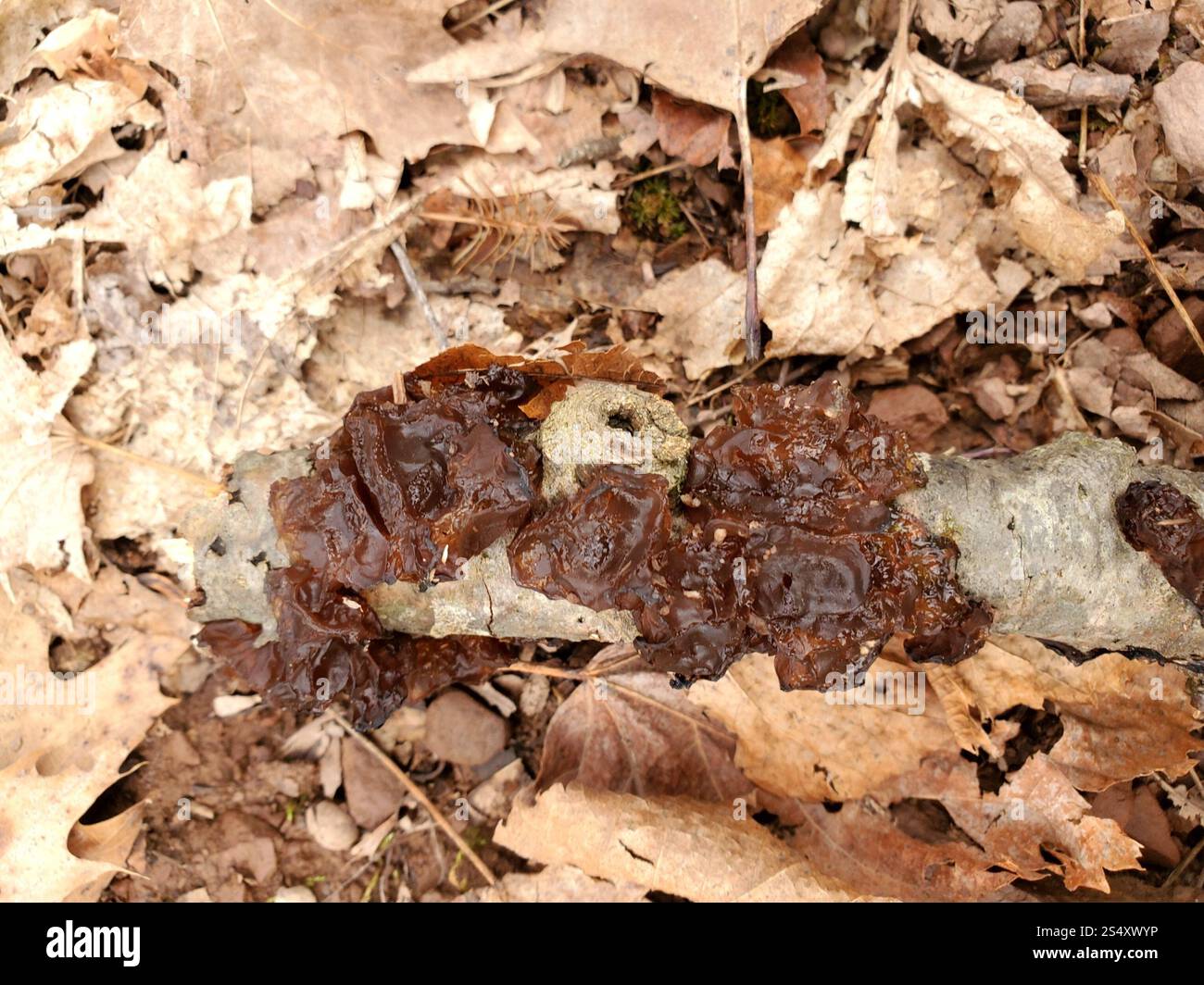 American Amber Jelly Fungus (Exidia crenata Stock Photo - Alamy