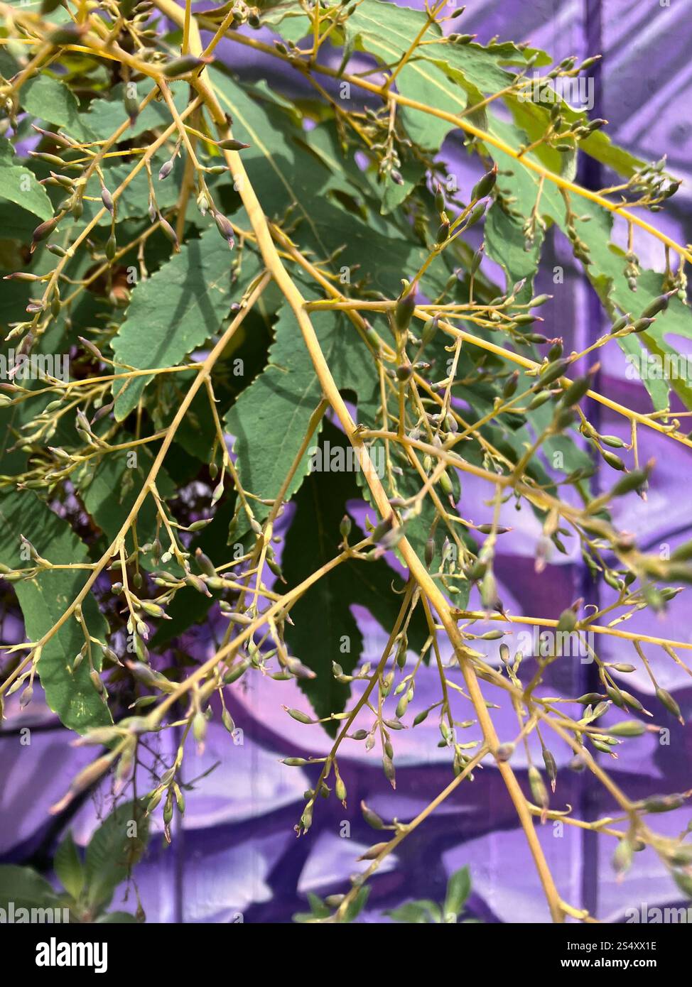 Parrotweed (Bocconia frutescens Stock Photo - Alamy