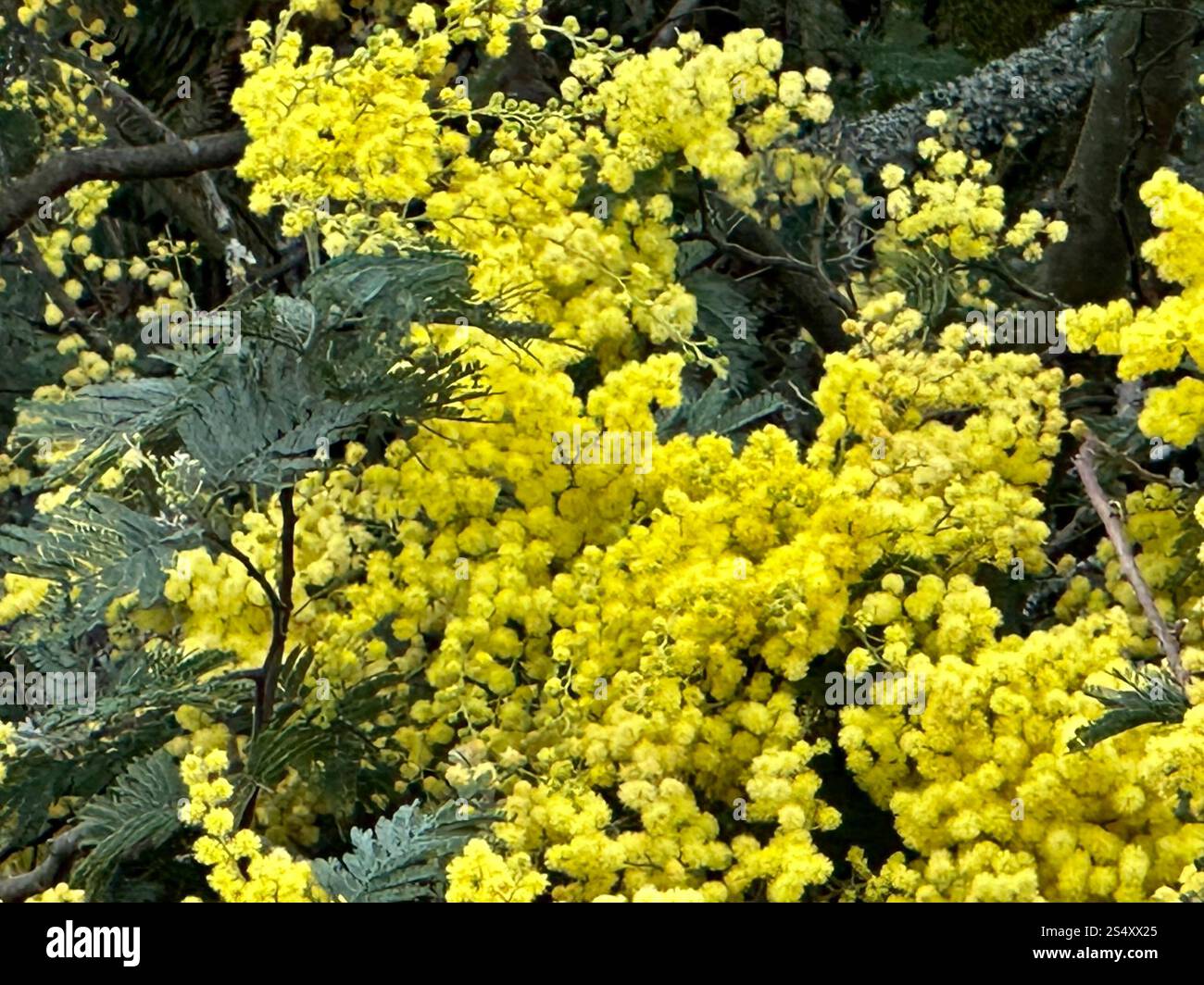 Cootamundra wattle (Acacia baileyana Stock Photo - Alamy