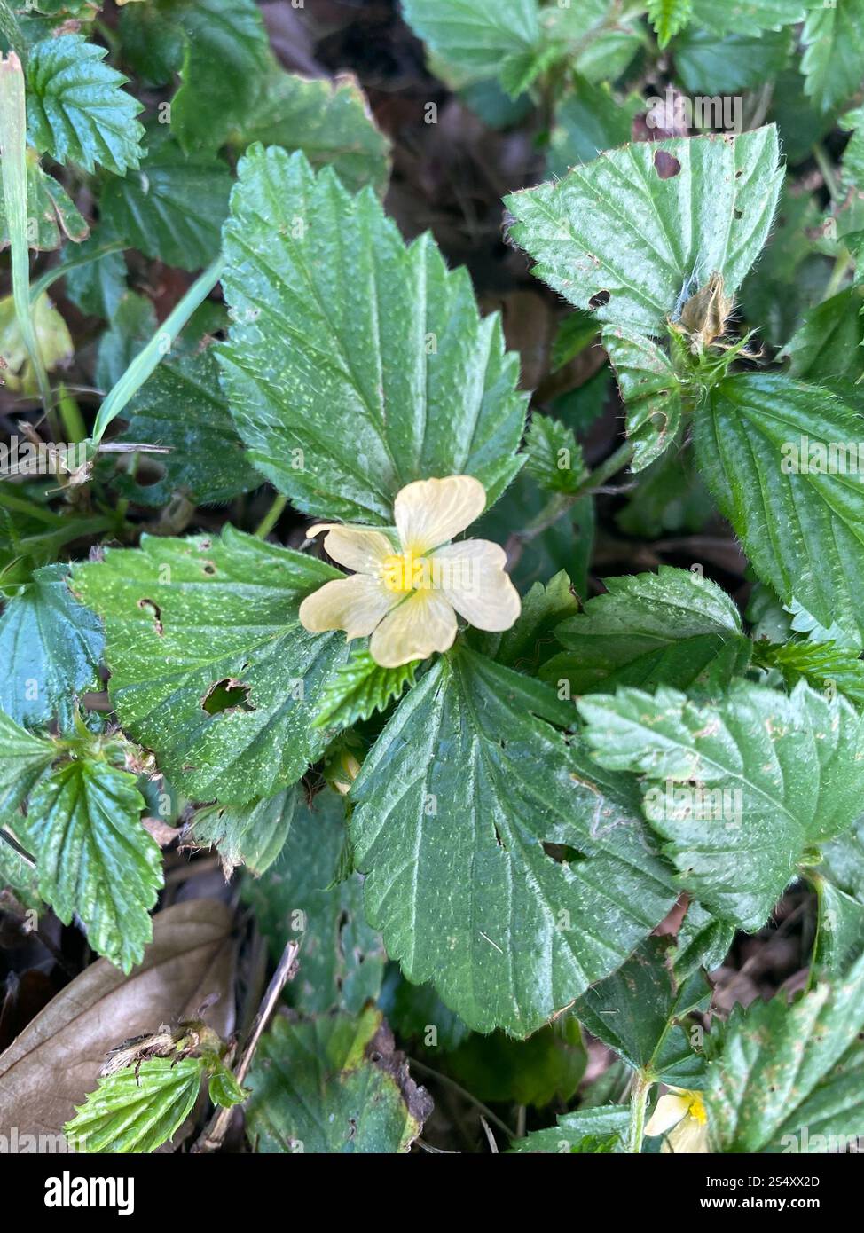 three-lobe false mallow (Malvastrum coromandelianum Stock Photo - Alamy