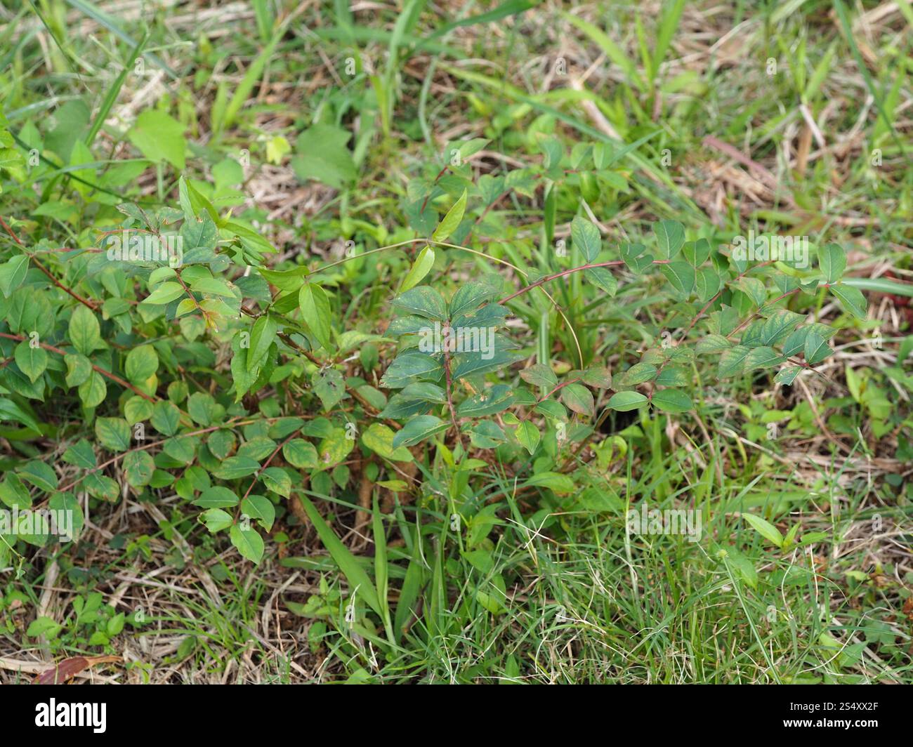 Subcostate Crape Myrtle (Lagerstroemia subcostata Stock Photo - Alamy