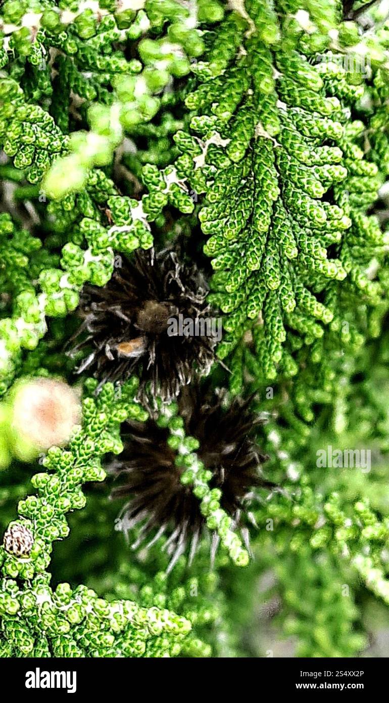 Cape everlasting (Phaenocoma prolifera Stock Photo - Alamy