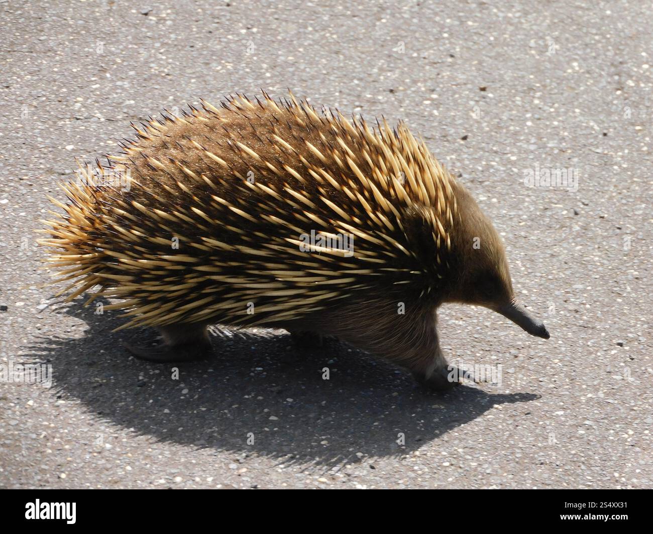 Tasmanian Echidna (Tachyglossus aculeatus setosus Stock Photo - Alamy