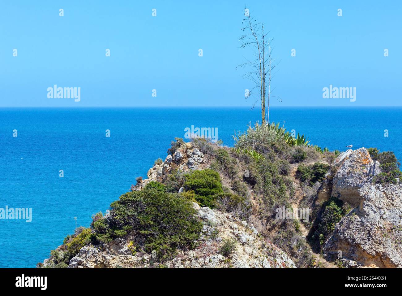 Atlantic ocean scenery and small tree on cliff Stock Photo - Alamy