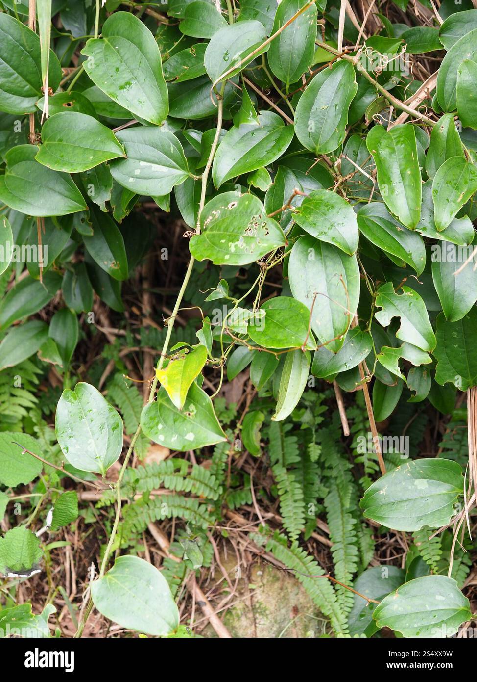 Bearded Smilax (Smilax bracteata Stock Photo - Alamy