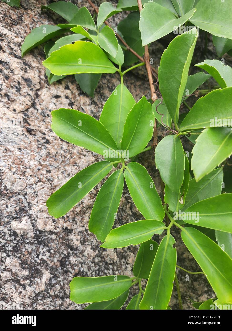 grape family (Vitaceae Stock Photo - Alamy