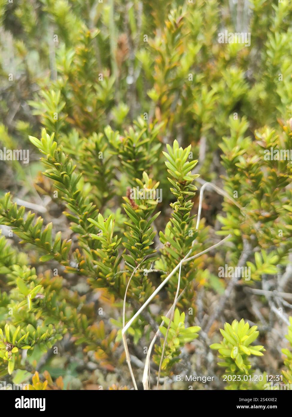 snow totara (Podocarpus nivalis Stock Photo - Alamy