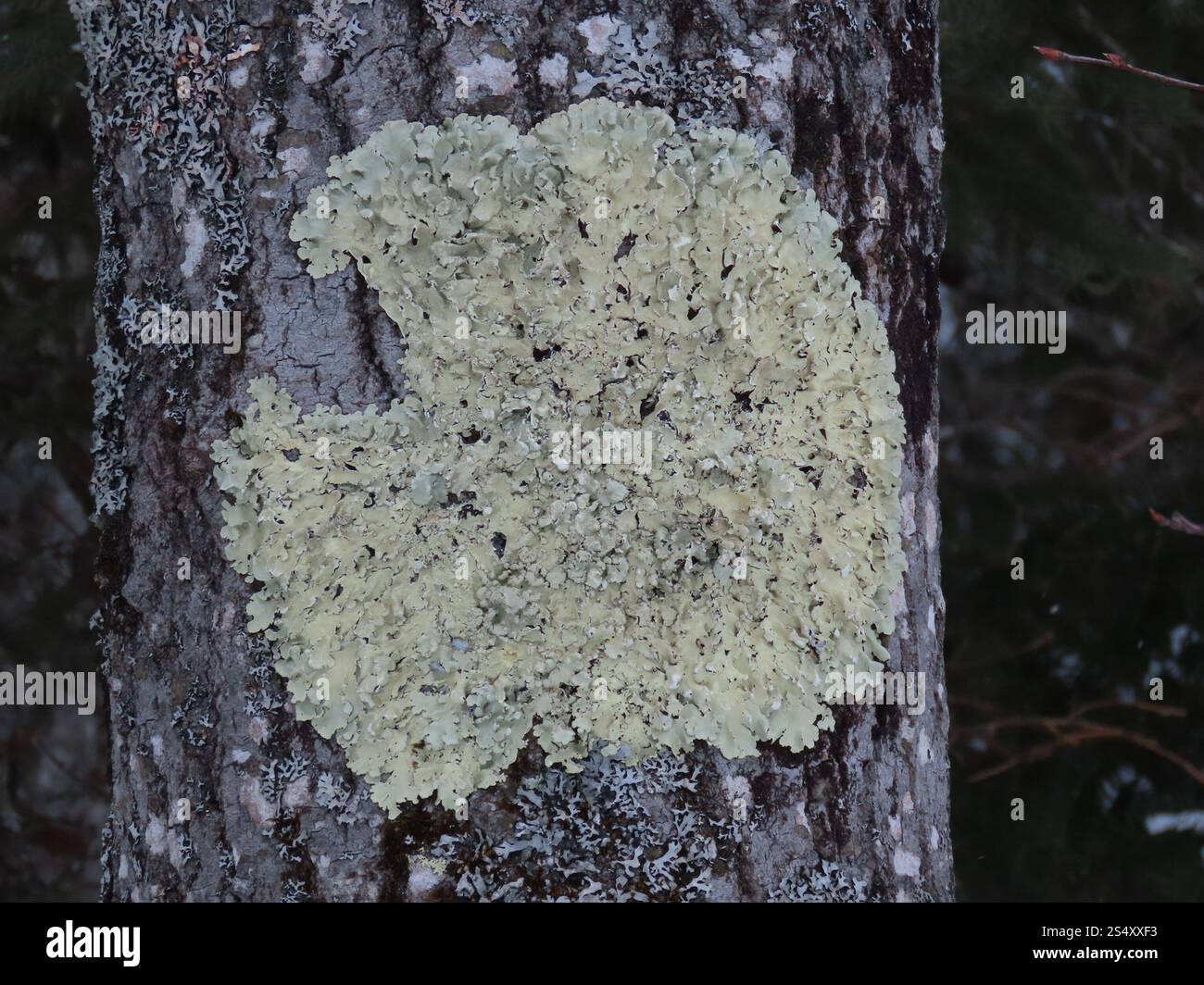 common greenshield lichen (Flavoparmelia caperata Stock Photo - Alamy