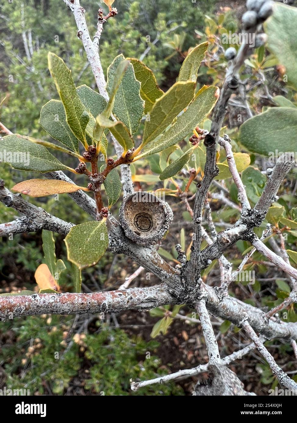 California scrub oak (Quercus berberidifolia Stock Photo - Alamy