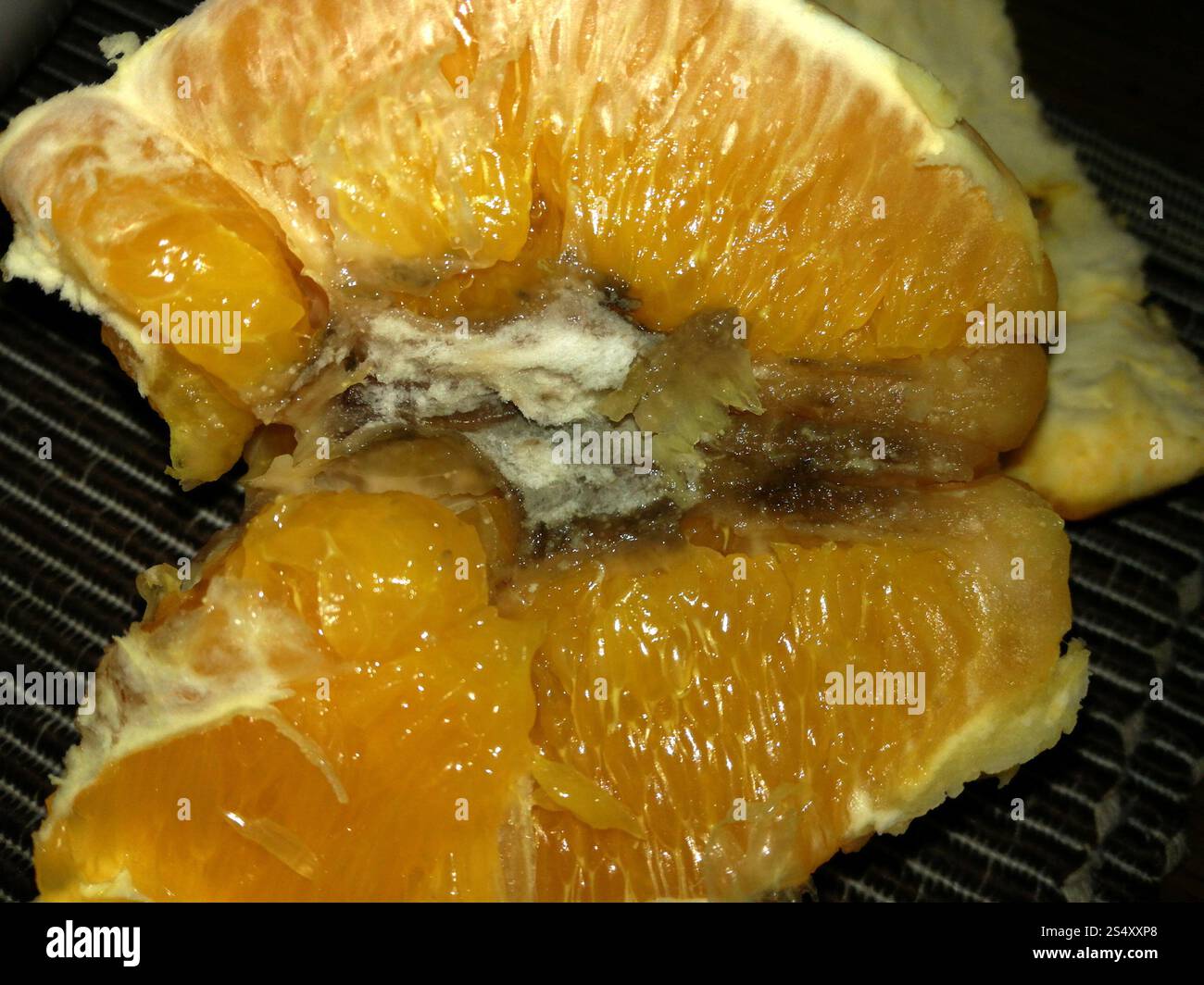 citrus green mold (Penicillium digitatum Stock Photo - Alamy