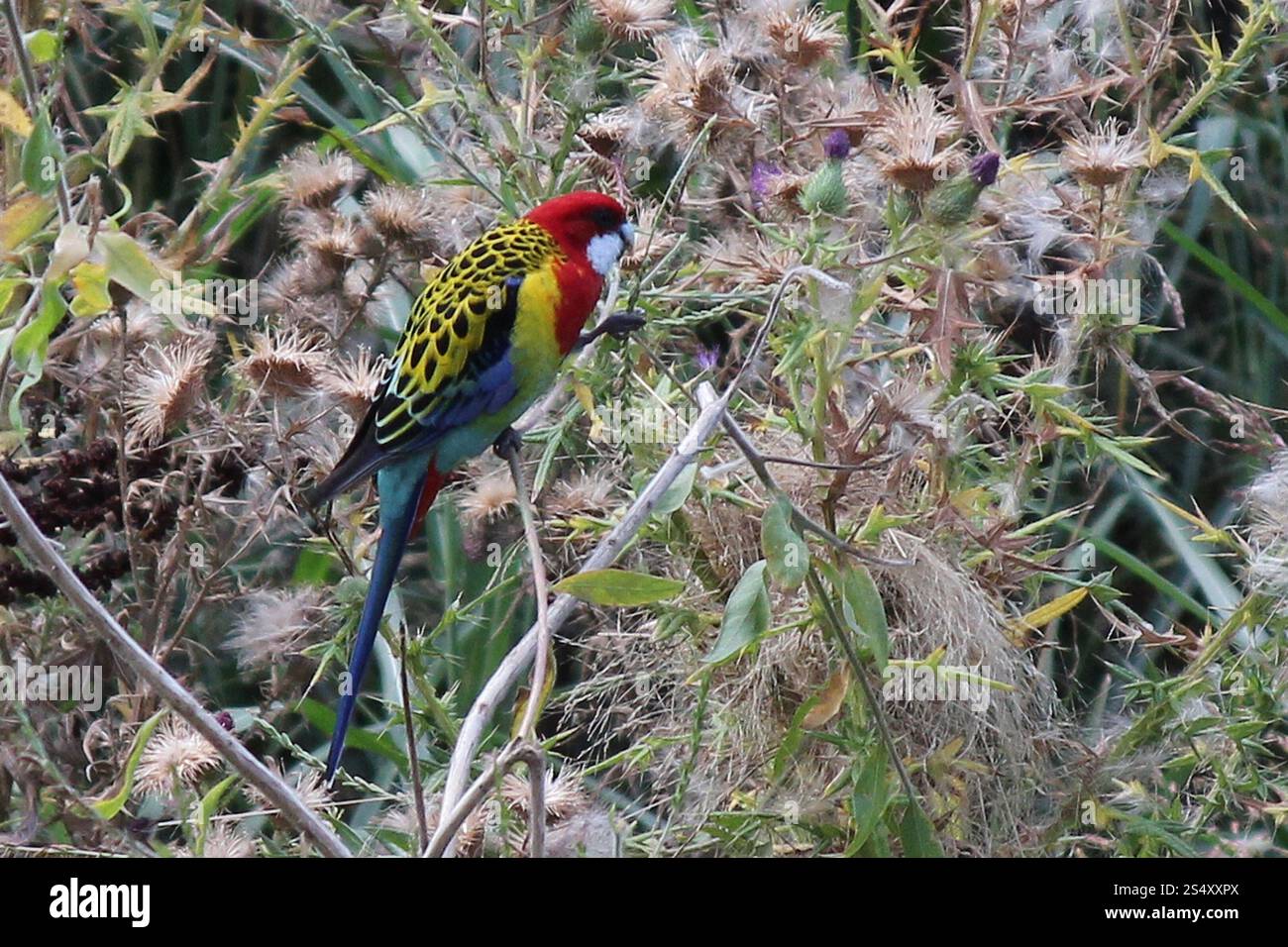 Eastern Rosella (Platycercus eximius Stock Photo - Alamy